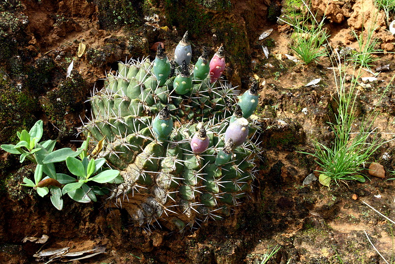 The genus Gymnocalycium